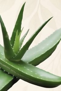 16 Health Problems That Aloe Vera Could Help Combat – MOMS COOKING